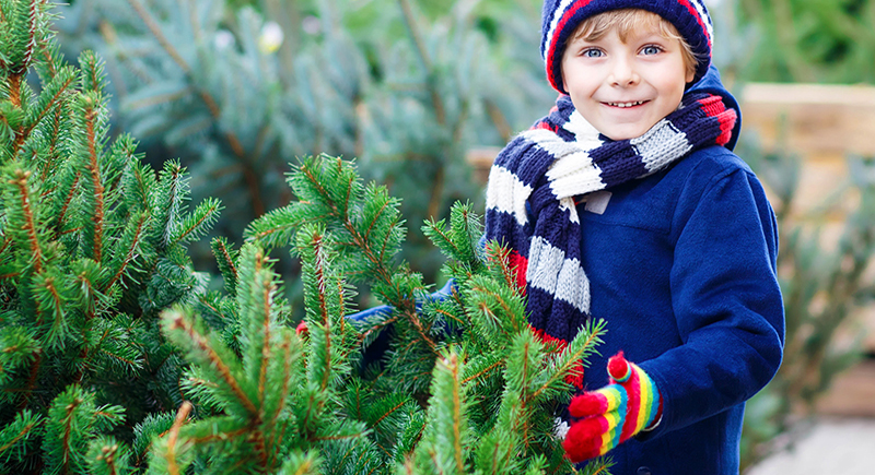 christmas-trees - Honnington Farms - Forestry Services, Logging ...